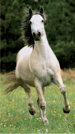 American Azteca - The Official Horse Breeds Standards Guide: The ...