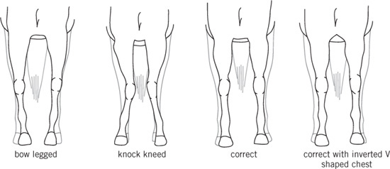 Appendix: Conformation Essentials - The Official Horse Breeds Standards ...