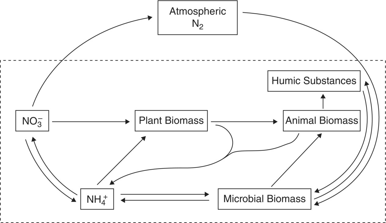 The Nitrogen Cycle : Mineralization, Immobilization, and Nitrification ...