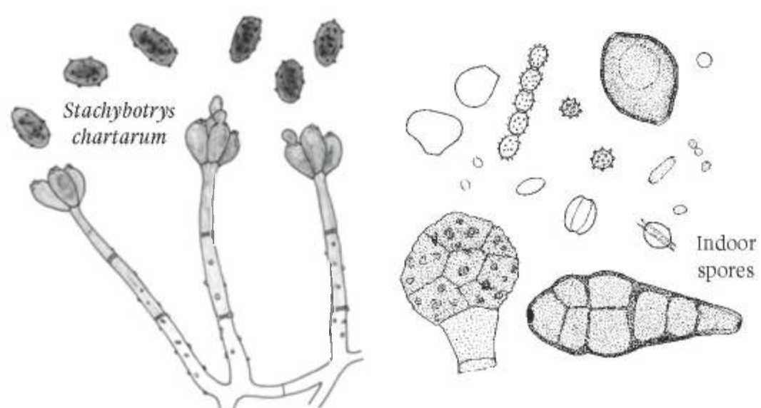 The Secret House: Fungi and the Built Environment - The Hidden Kingdom ...